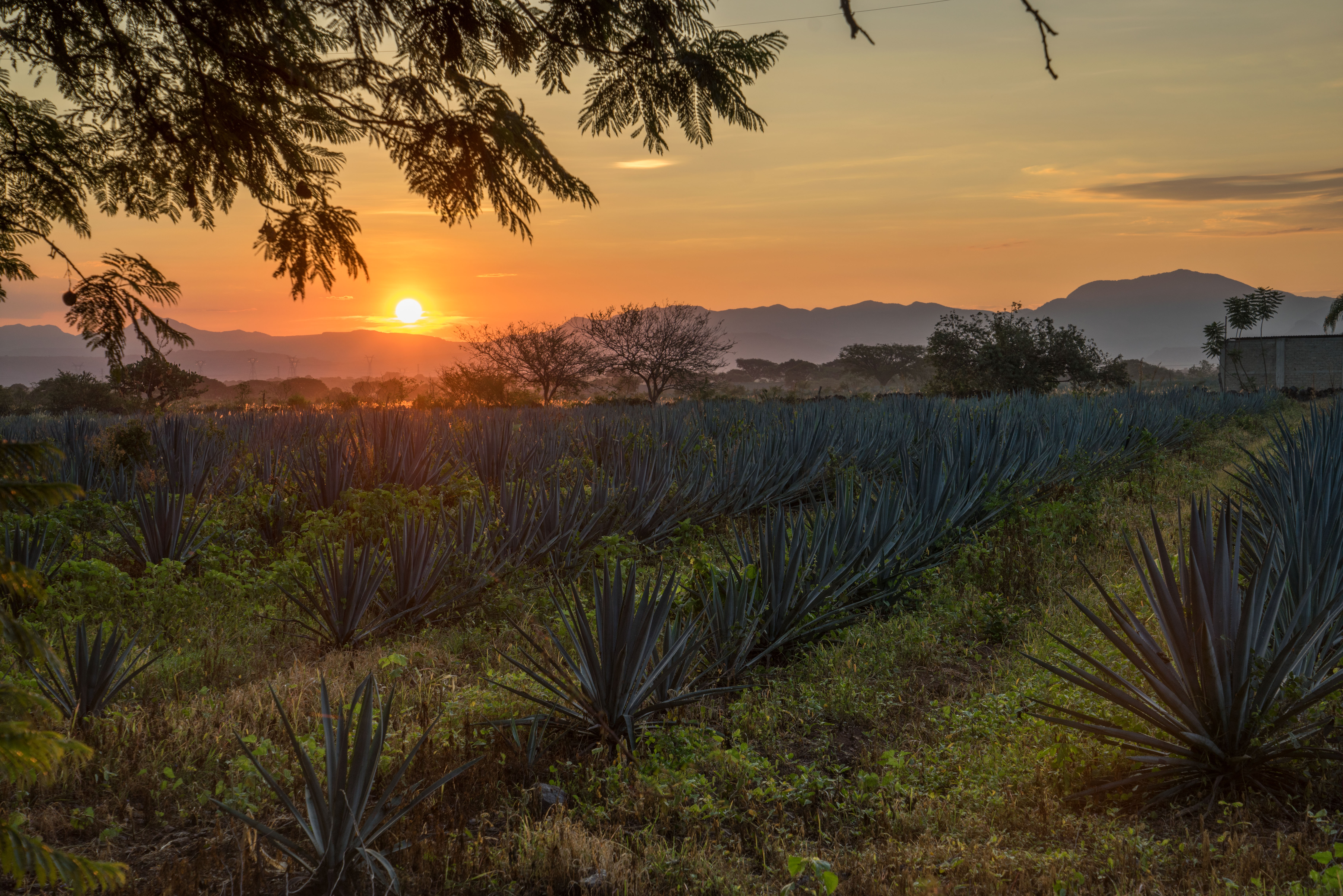 Azuñia Tequila - Premium Organic Tequila